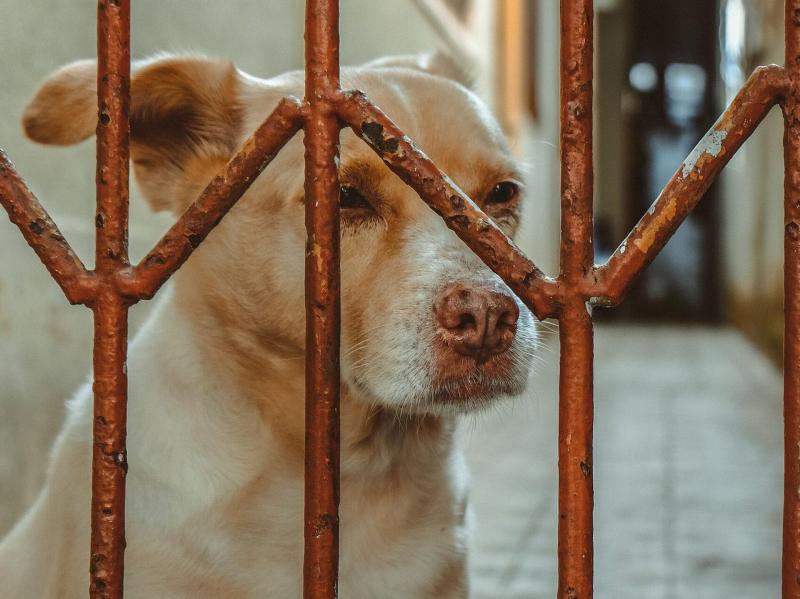 Top 9 Bài văn phân tích Con chó xấu xí của Kim Lân hay nhất - toplist.vn