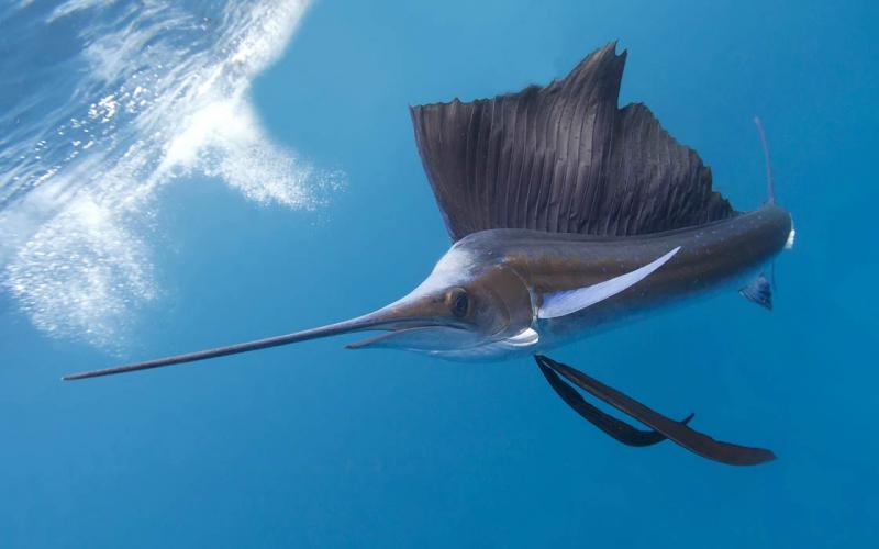 Cá buồm – Sailfish