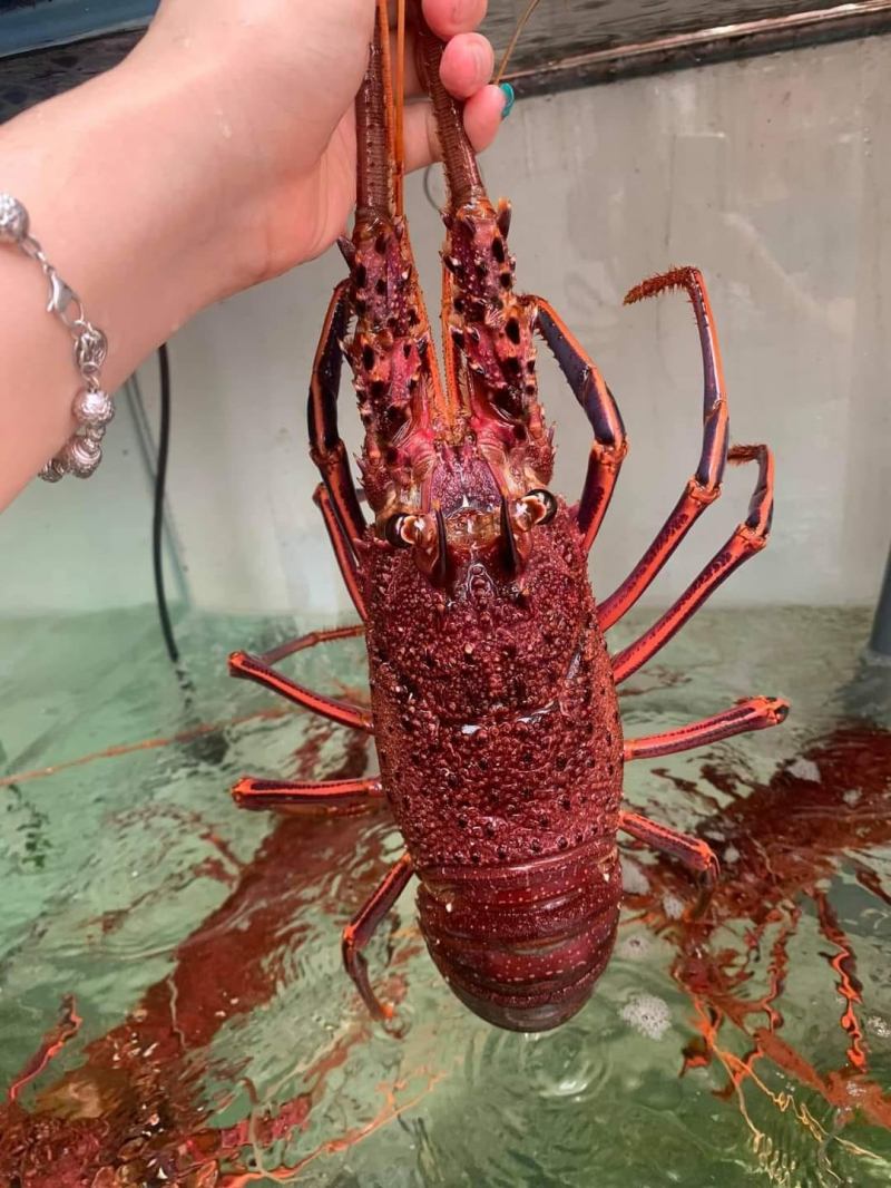 Top 7 Địa chỉ bán hải sản tươi sống chất lượng tại Hà Nội - toplist.vn