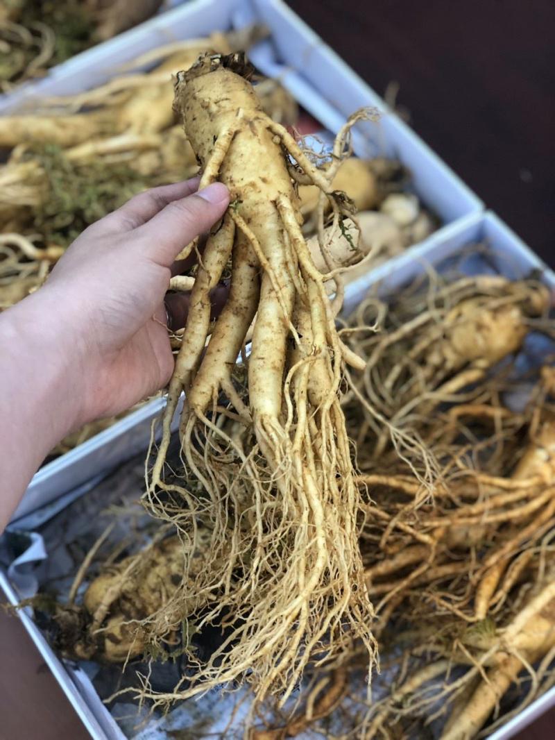 Top 10 cửa hàng bán nhân sâm Hàn Quốc uy tín ở TPHCM - Toplist.vn