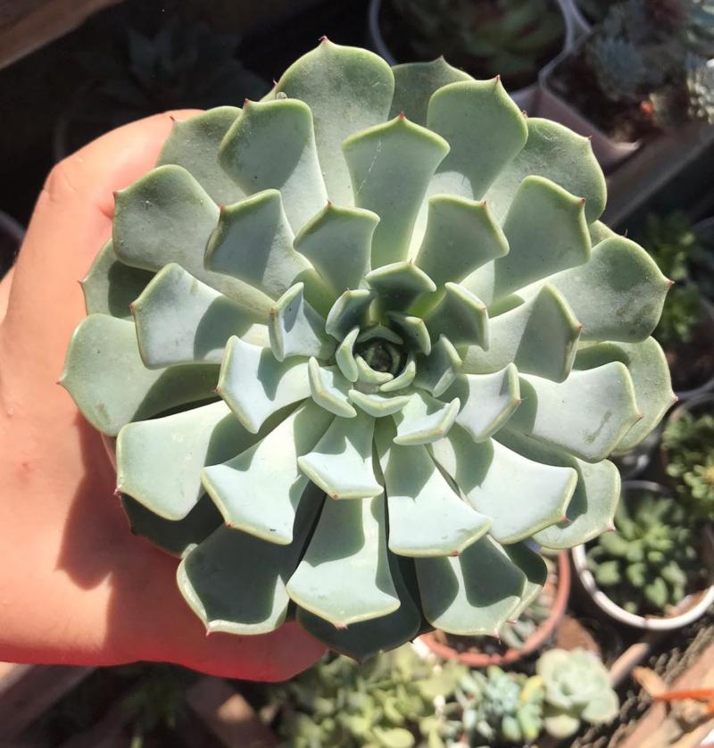 Top 5 Địa chỉ bán sen đá đẹp nhất tỉnh Thanh Hóa - Toplist.vn