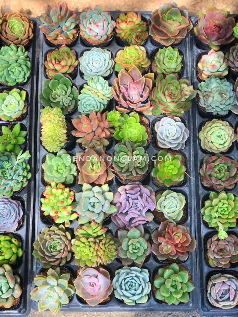 Top 12 Địa chỉ bán sen đá đẹp nhất TP. Hồ Chí Minh - toplist.vn