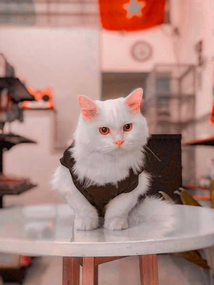 Tasi Pet Home