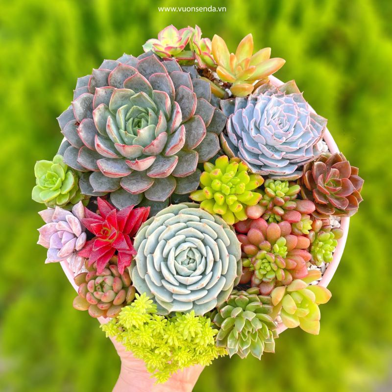 Top 12 Địa chỉ bán sen đá đẹp nhất TP. Hồ Chí Minh - toplist.vn